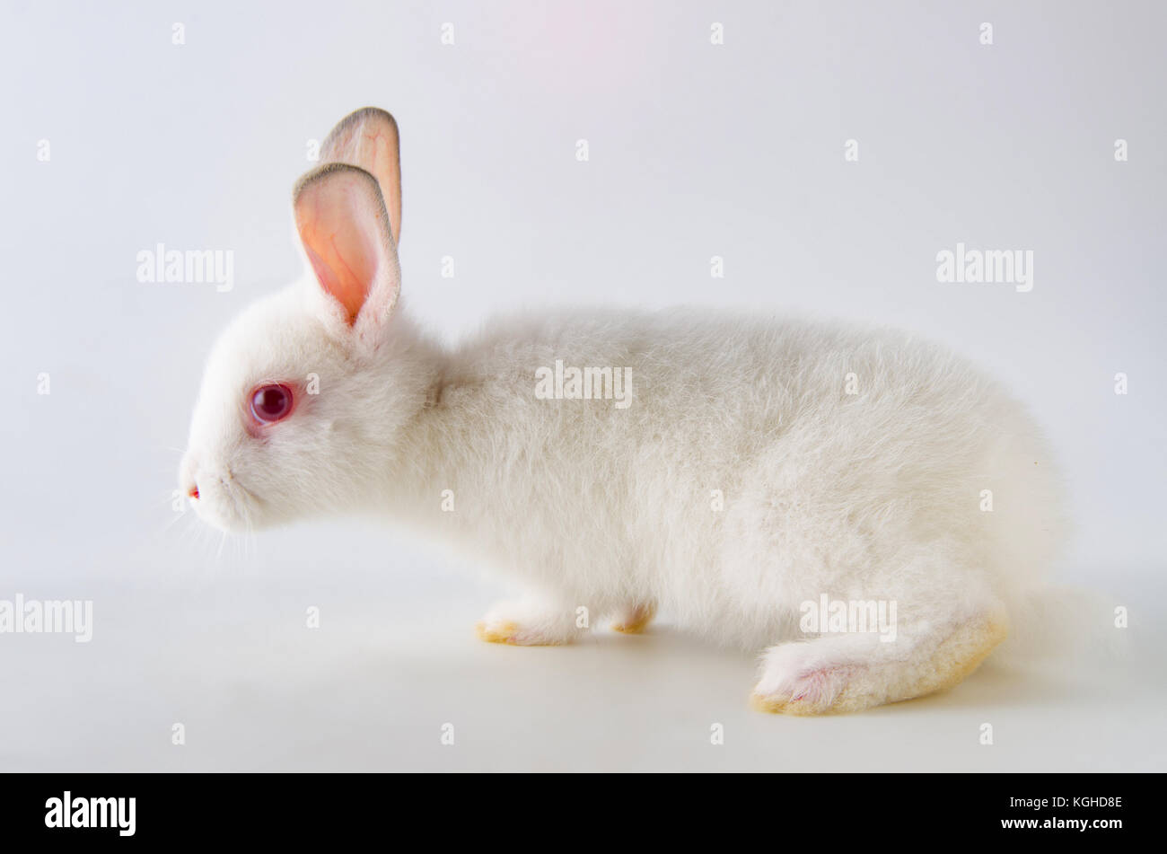 White rabbit in easter animal concept Stock Photo - Alamy