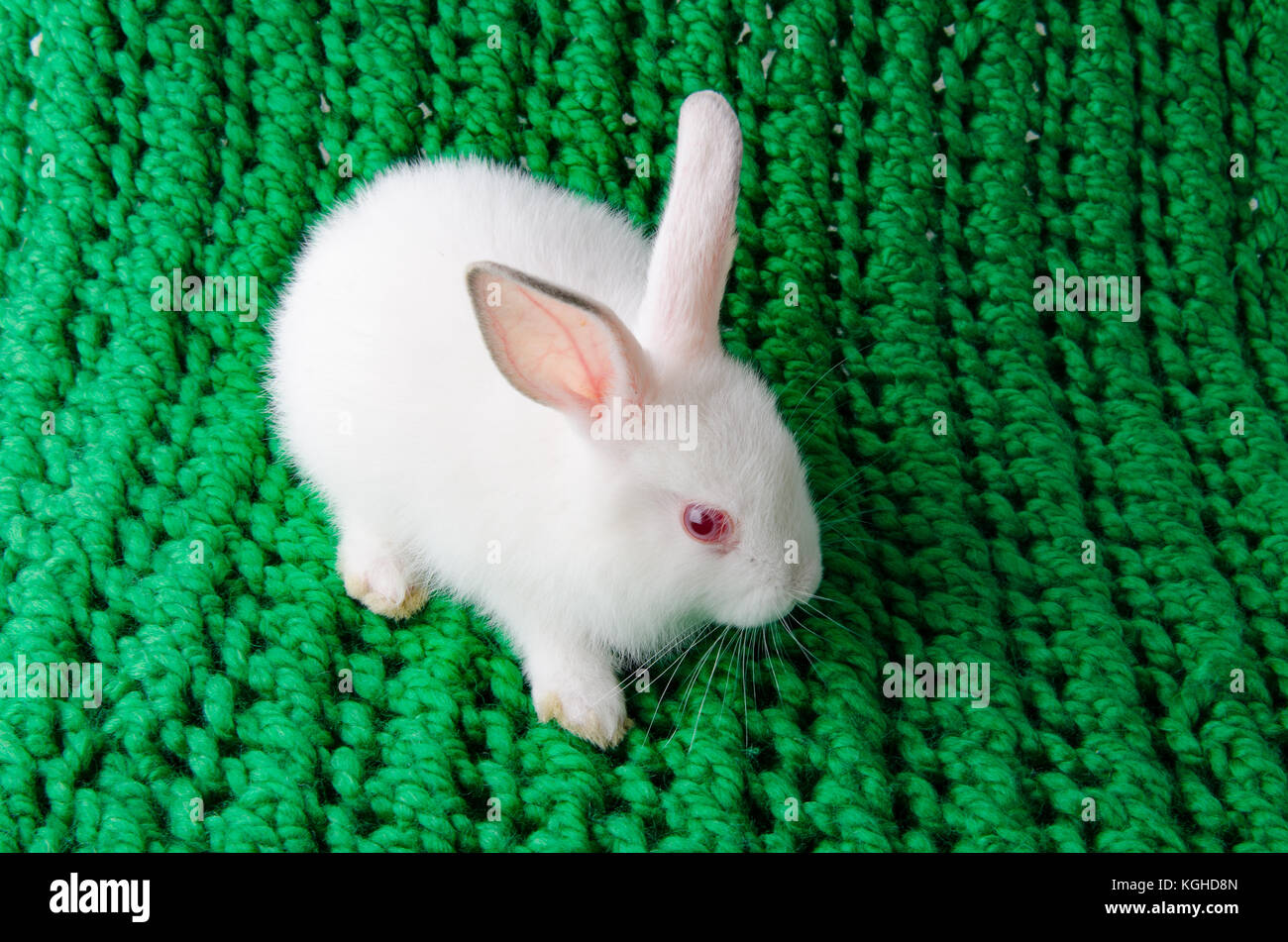 White rabbit on green background Stock Photo - Alamy