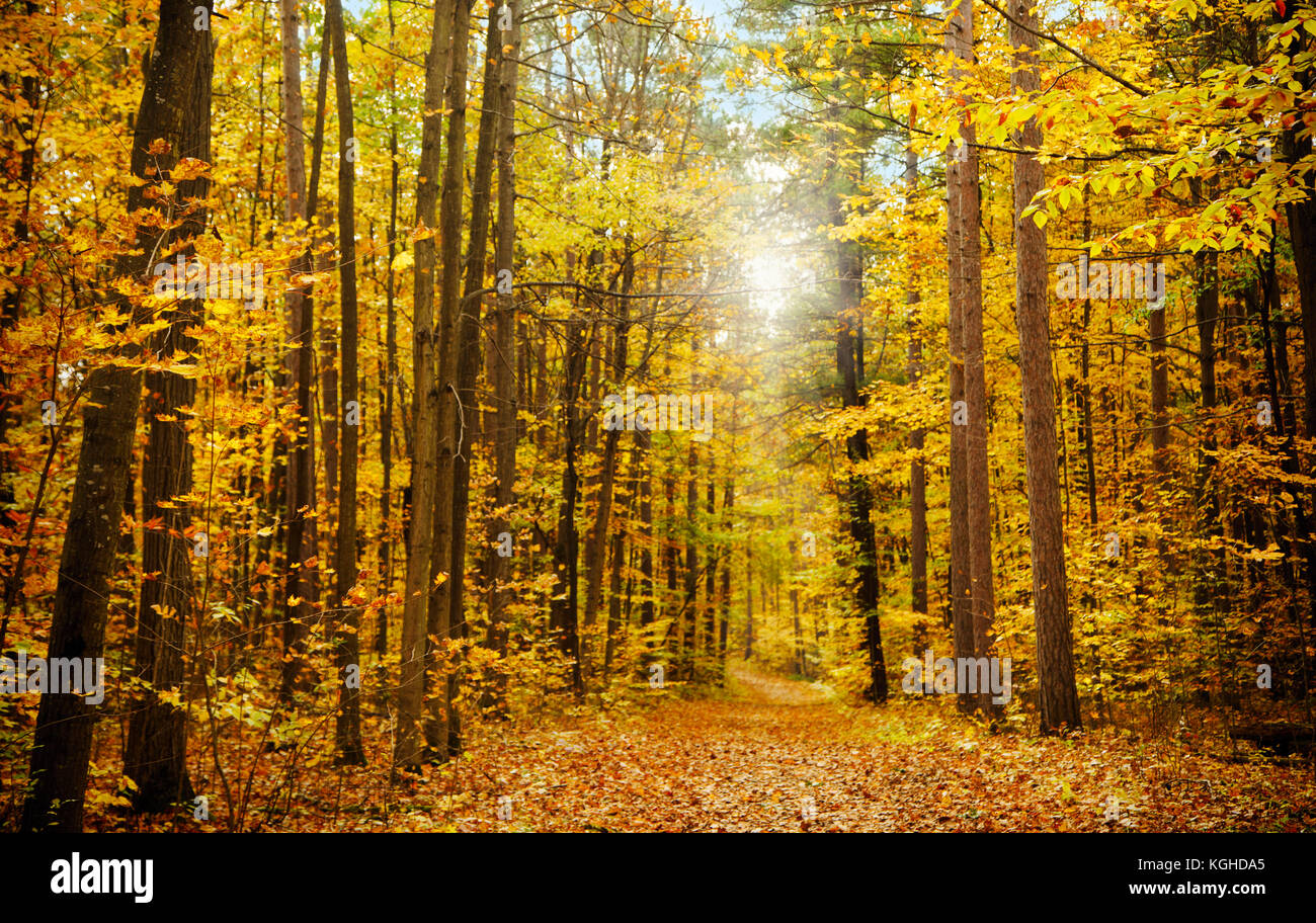 Autmn light hi-res stock photography and images - Alamy