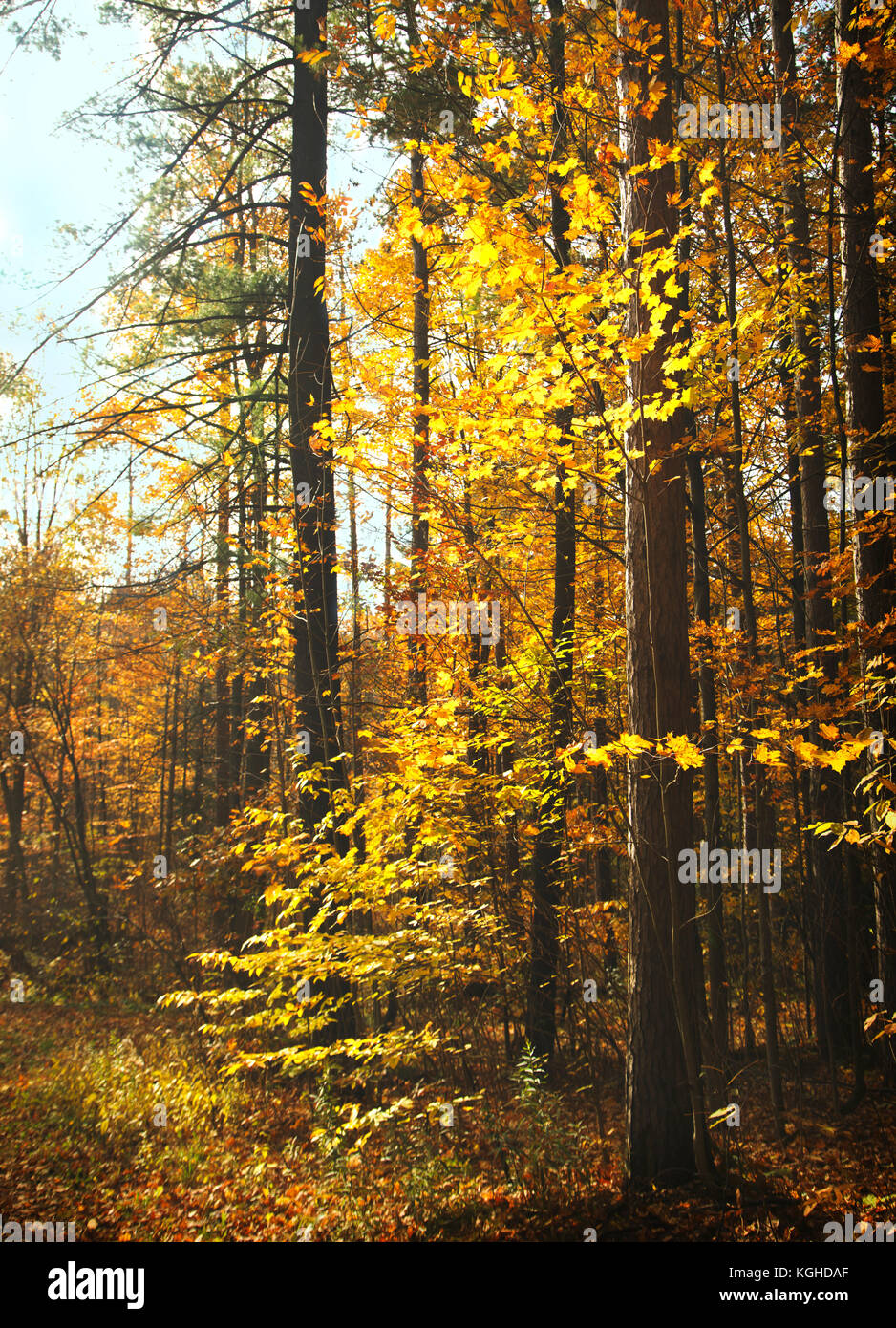 Autmn light hi-res stock photography and images - Alamy