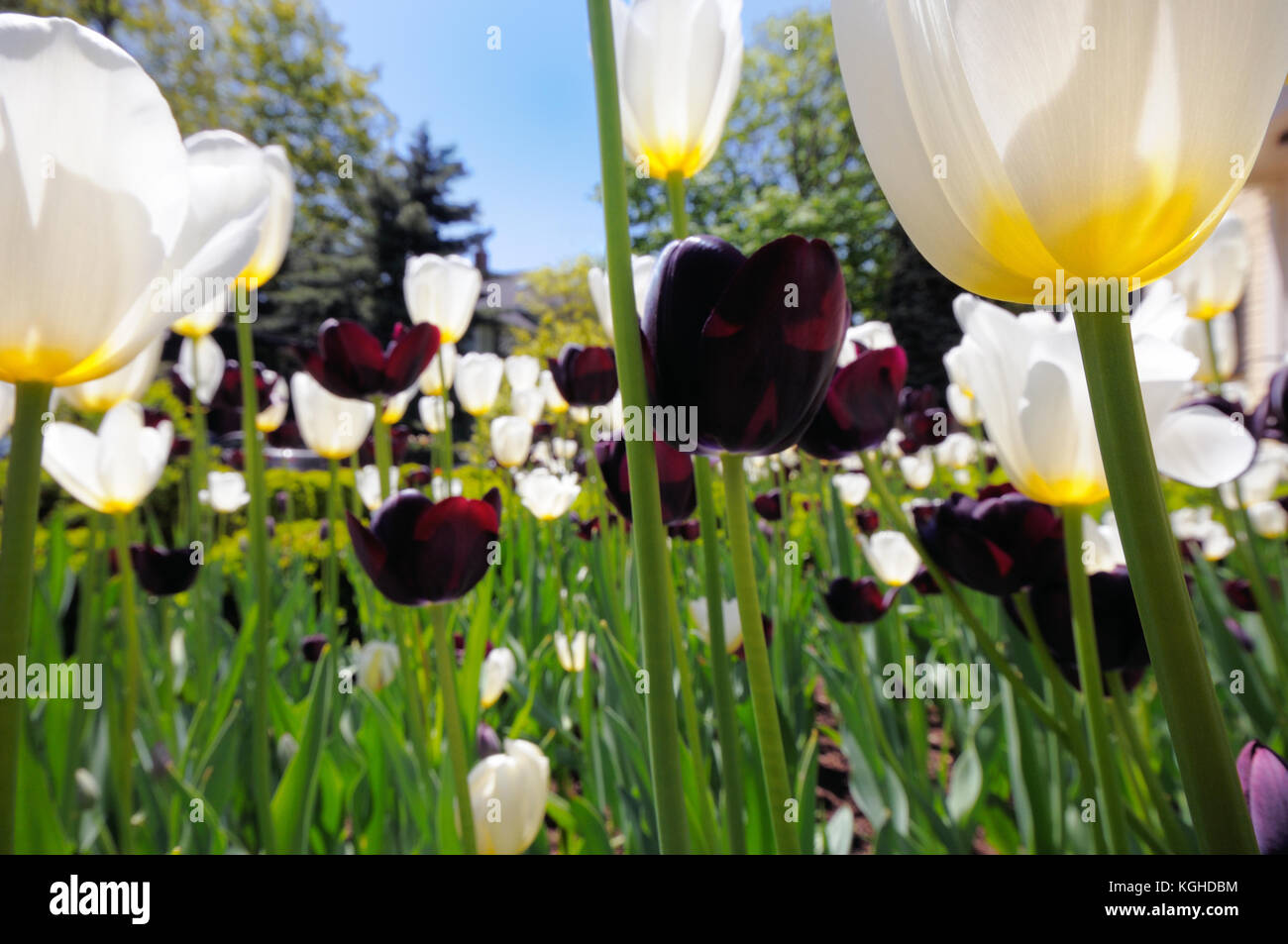 Spring season black and white hi-res stock photography and images - Alamy