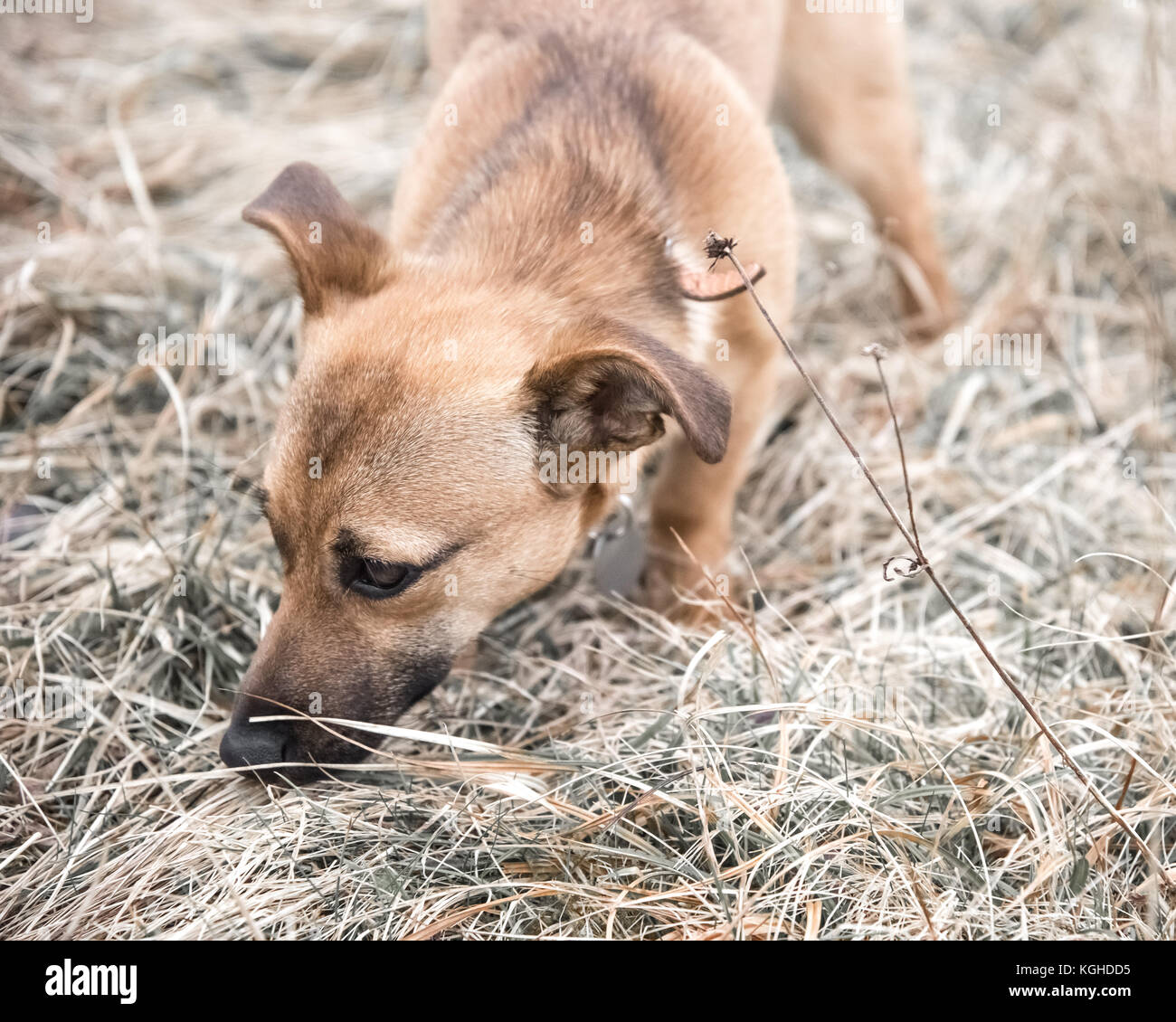 Cute ginger puppy running and playing on a meadow Stock Photo - Alamy