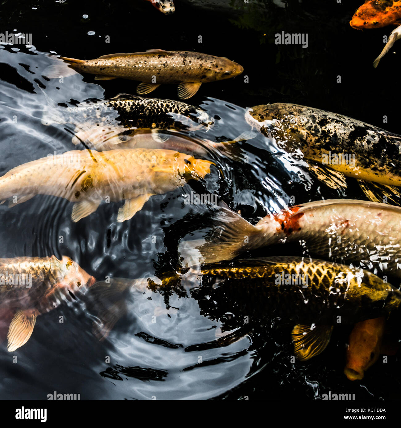 Underwater carp hi-res stock photography and images - Alamy