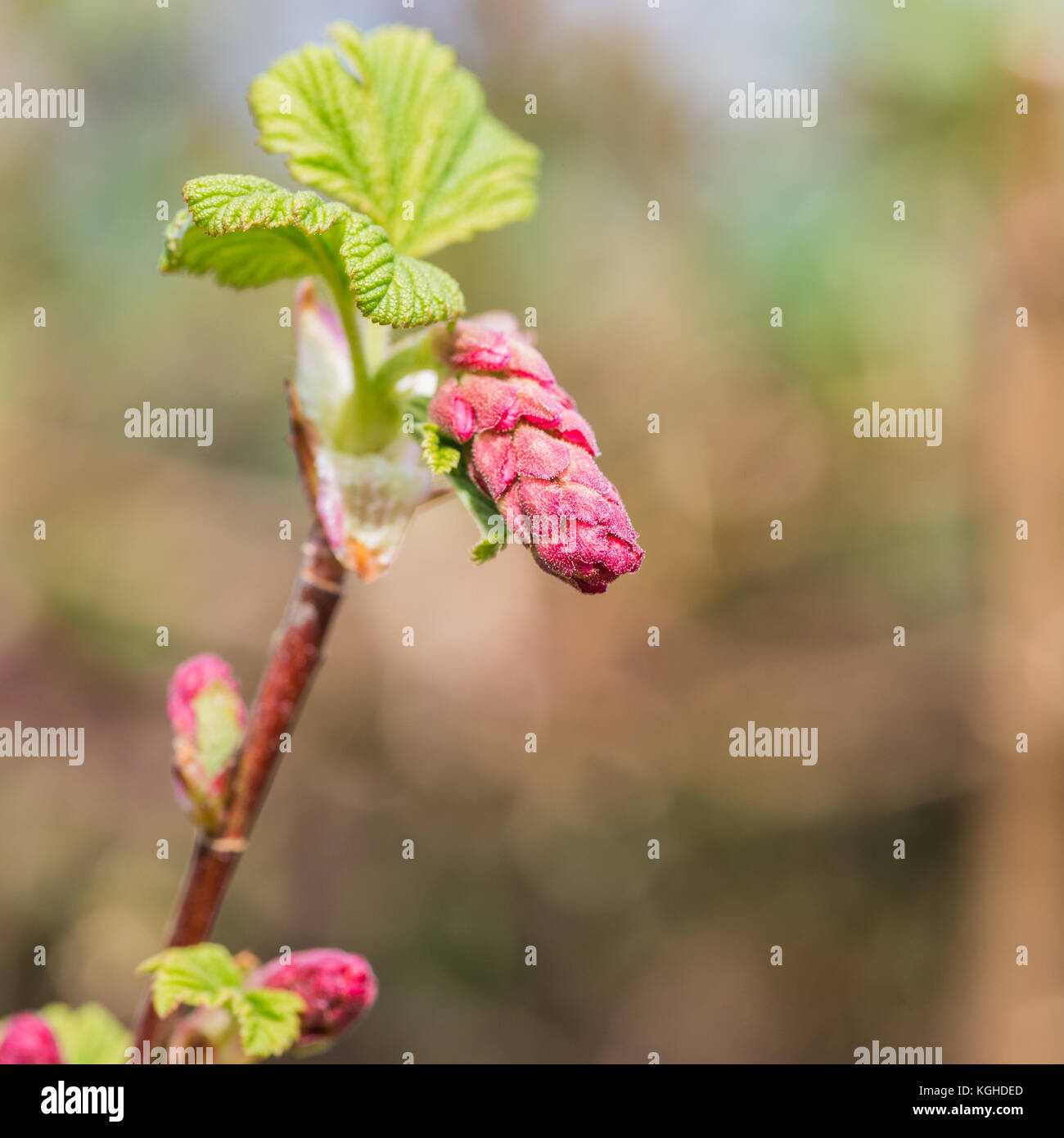 The fresh buds of a flowering currant bush Stock Photo - Alamy
