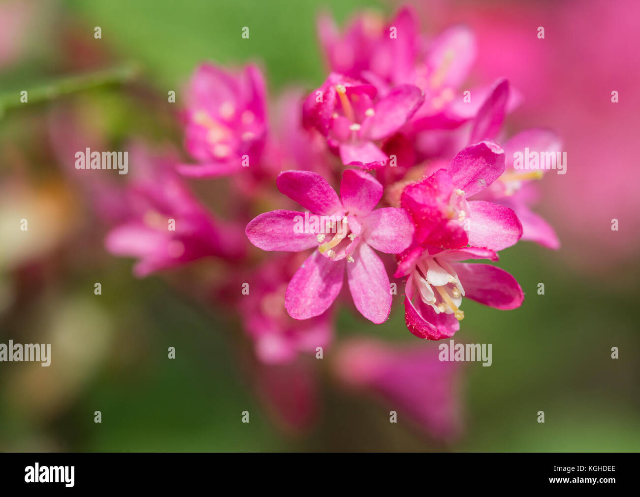 The pink springtime blooms of a flowering currant bush Stock Photo - Alamy