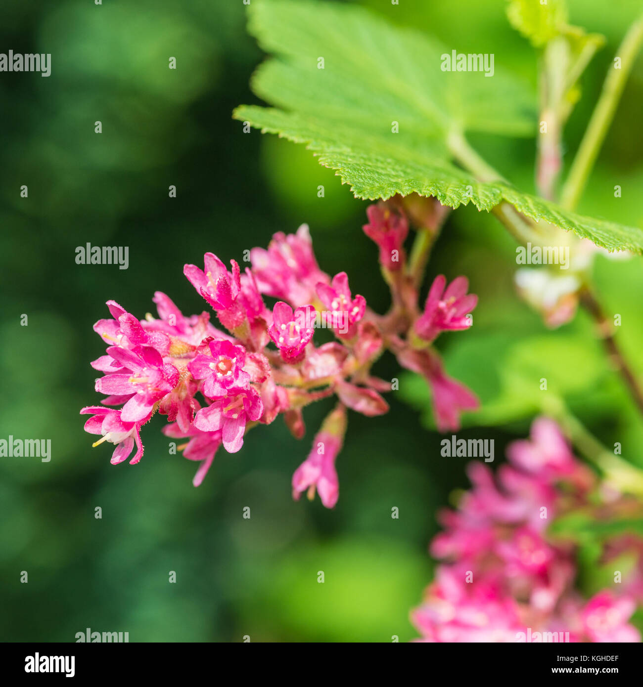 The pink springtime blooms of a flowering currant bush Stock Photo - Alamy