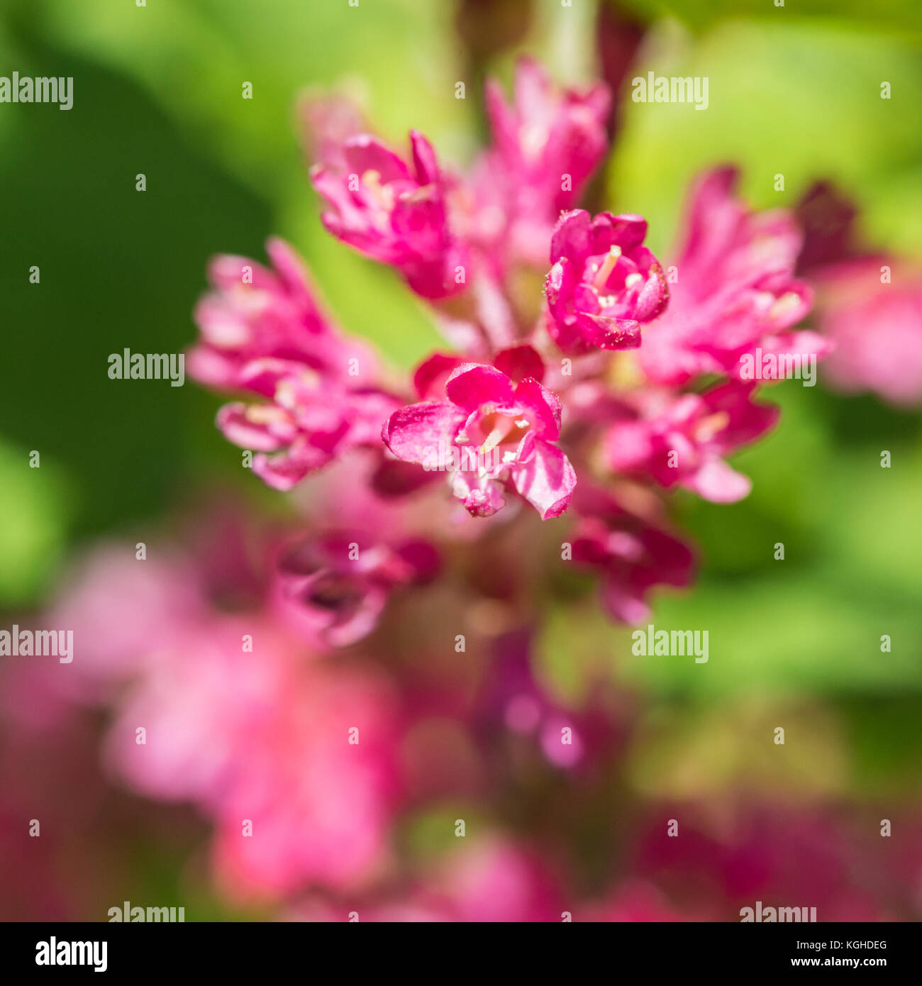 A close-up shot of the pink blooms of a flowering currant bush Stock ...