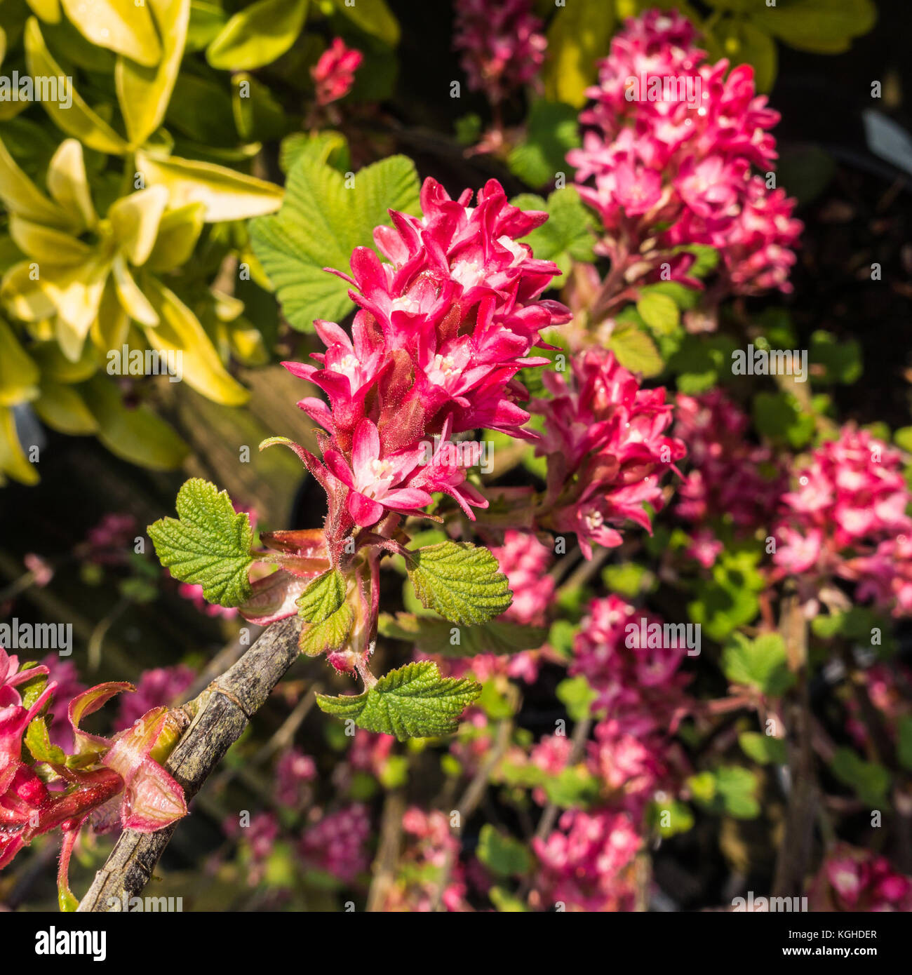 A macro shot of some pink flowering currant blooms Stock Photo - Alamy