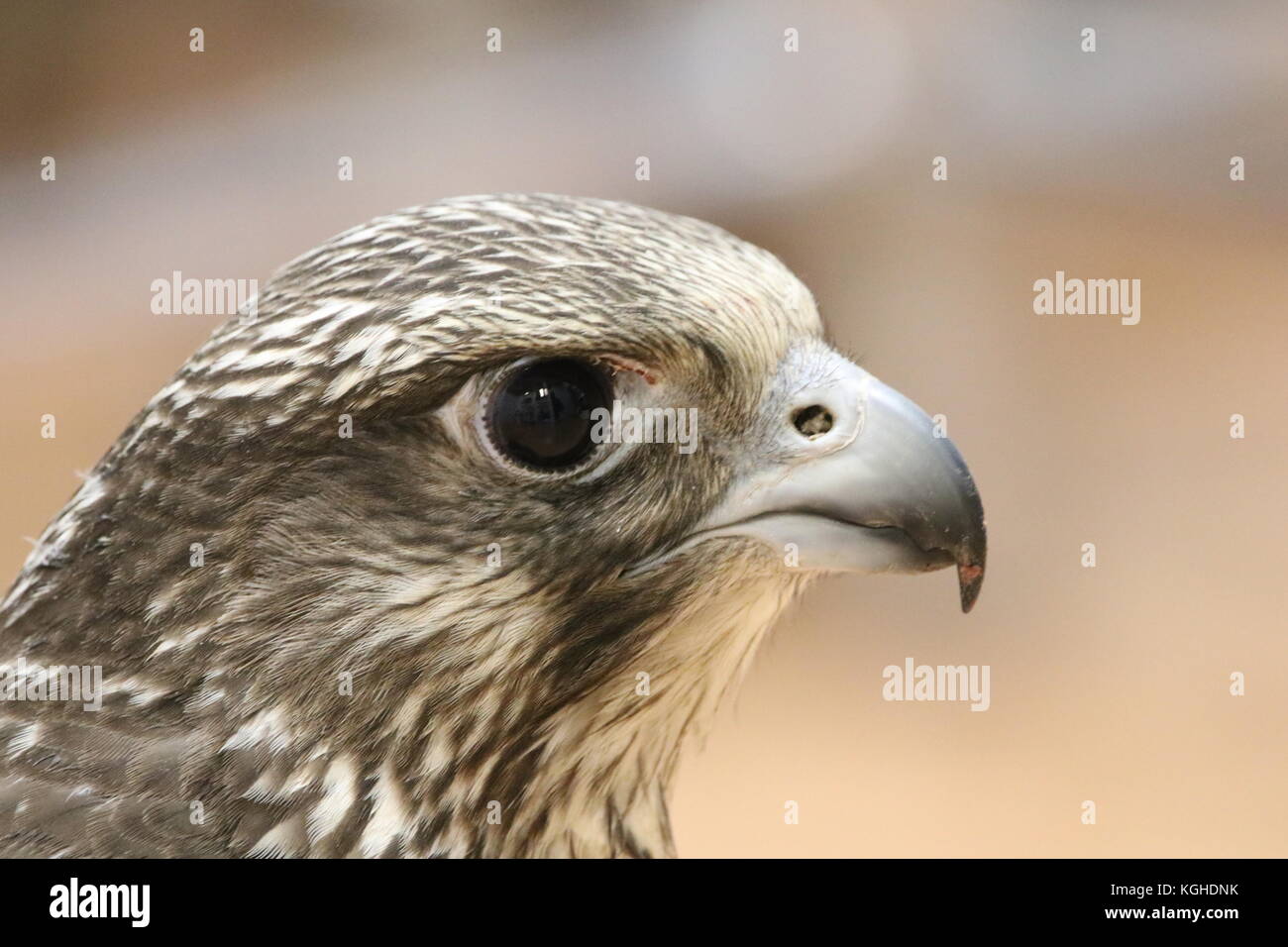 Gyrfalcon myvatn hi-res stock photography and images - Alamy