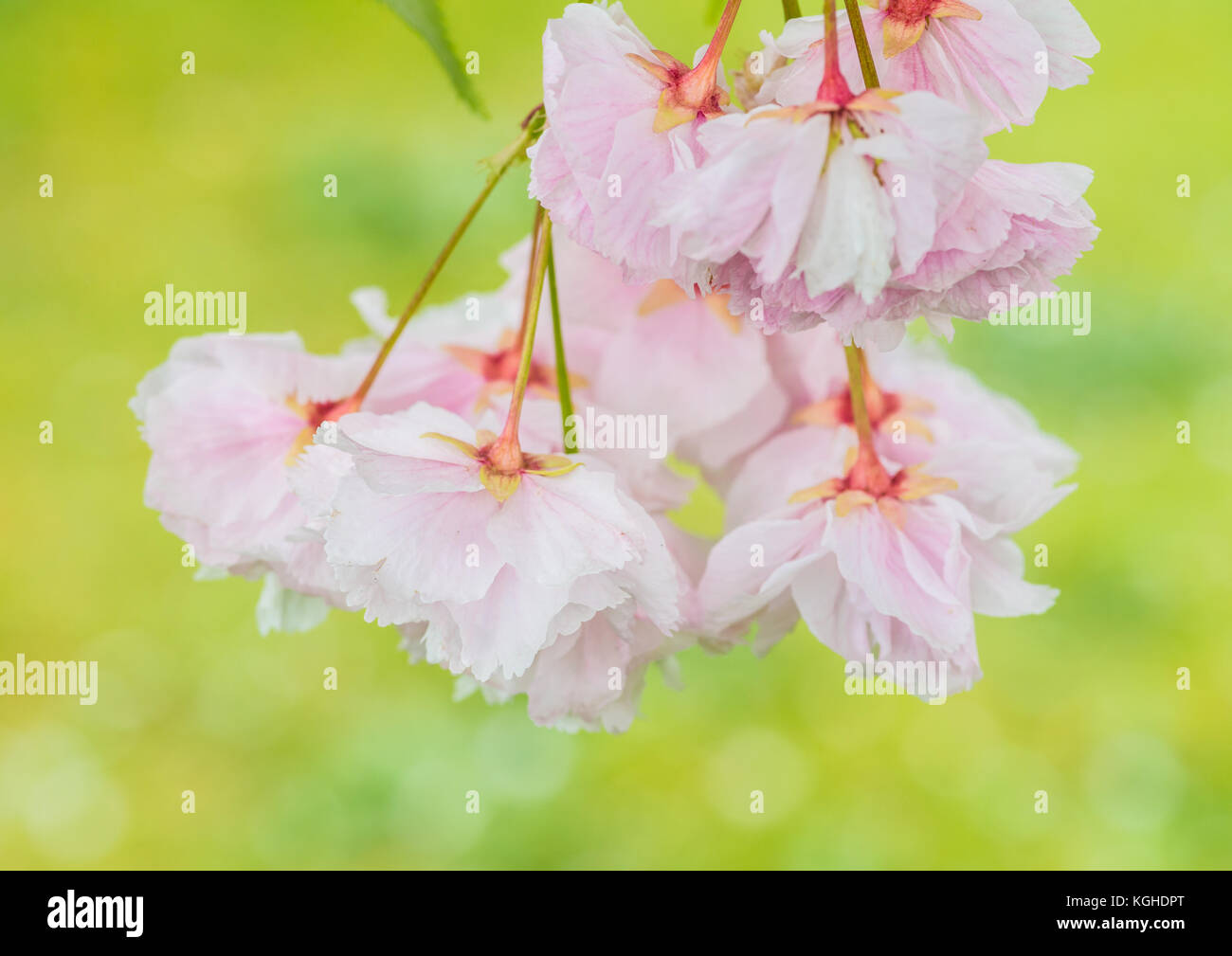Macro cherry blossom tree hi-res stock photography and images - Alamy