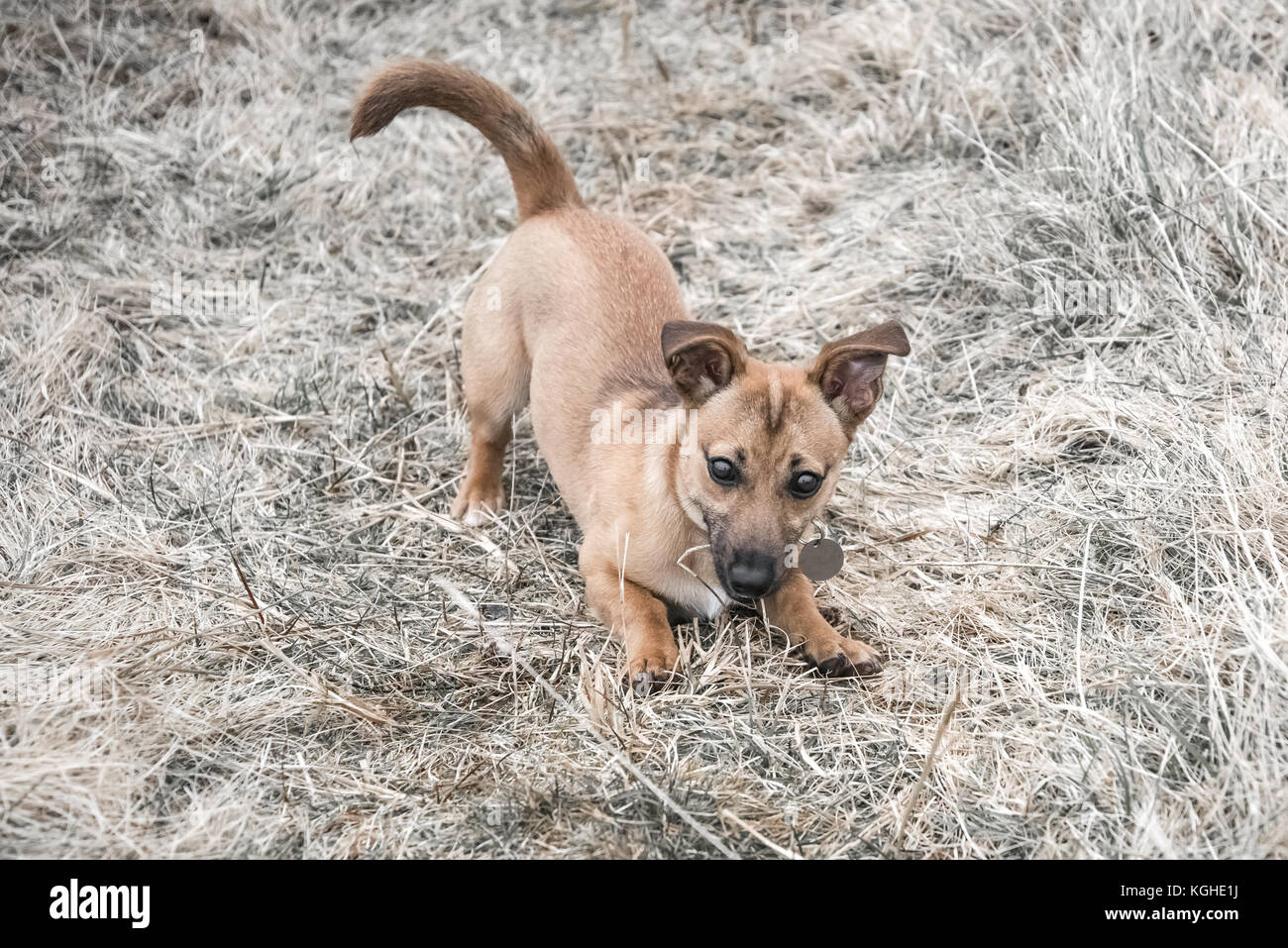 Cute ginger puppy running and playing on a meadow Stock Photo - Alamy