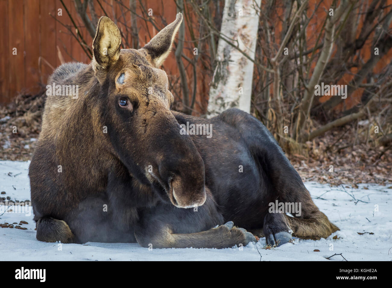 Male Moose Lying In Snow. Cold Winter Morning. Close-up Portrait Stock ...