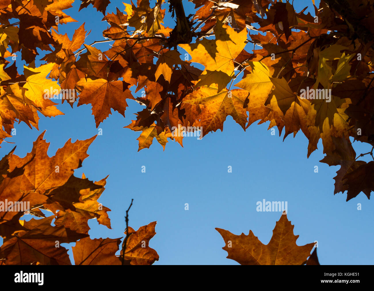 Yellow maple tree leaves against blue sky Stock Photo - Alamy