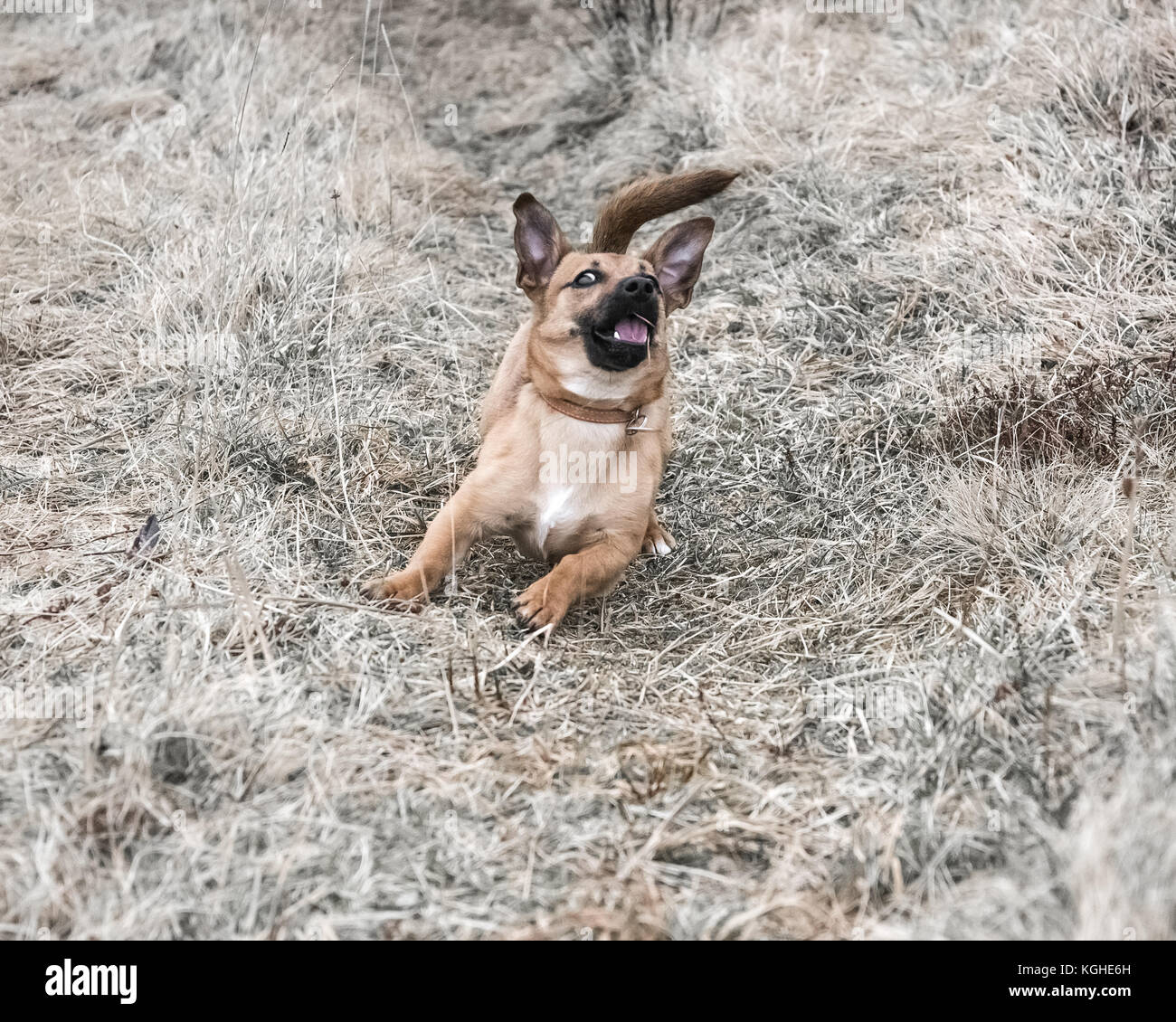 Cute ginger puppy running and playing on a meadow Stock Photo - Alamy
