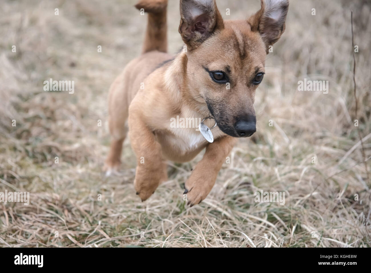Cute ginger puppy running and playing on a meadow Stock Photo - Alamy