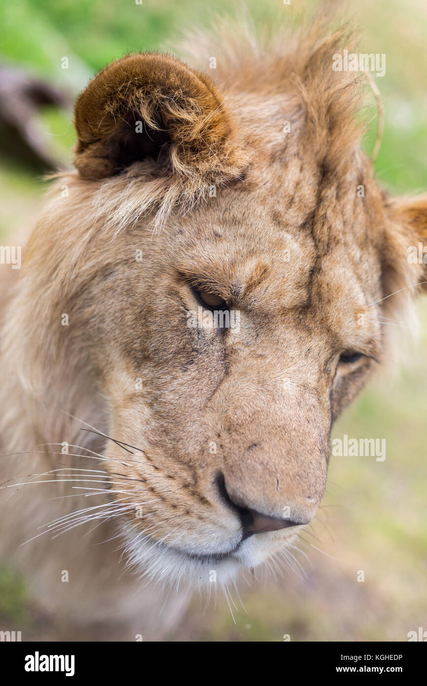 A close up of a lion head Stock Photo - Alamy