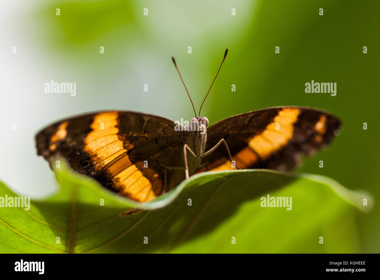Monarch butterfly close hi-res stock photography and images - Alamy