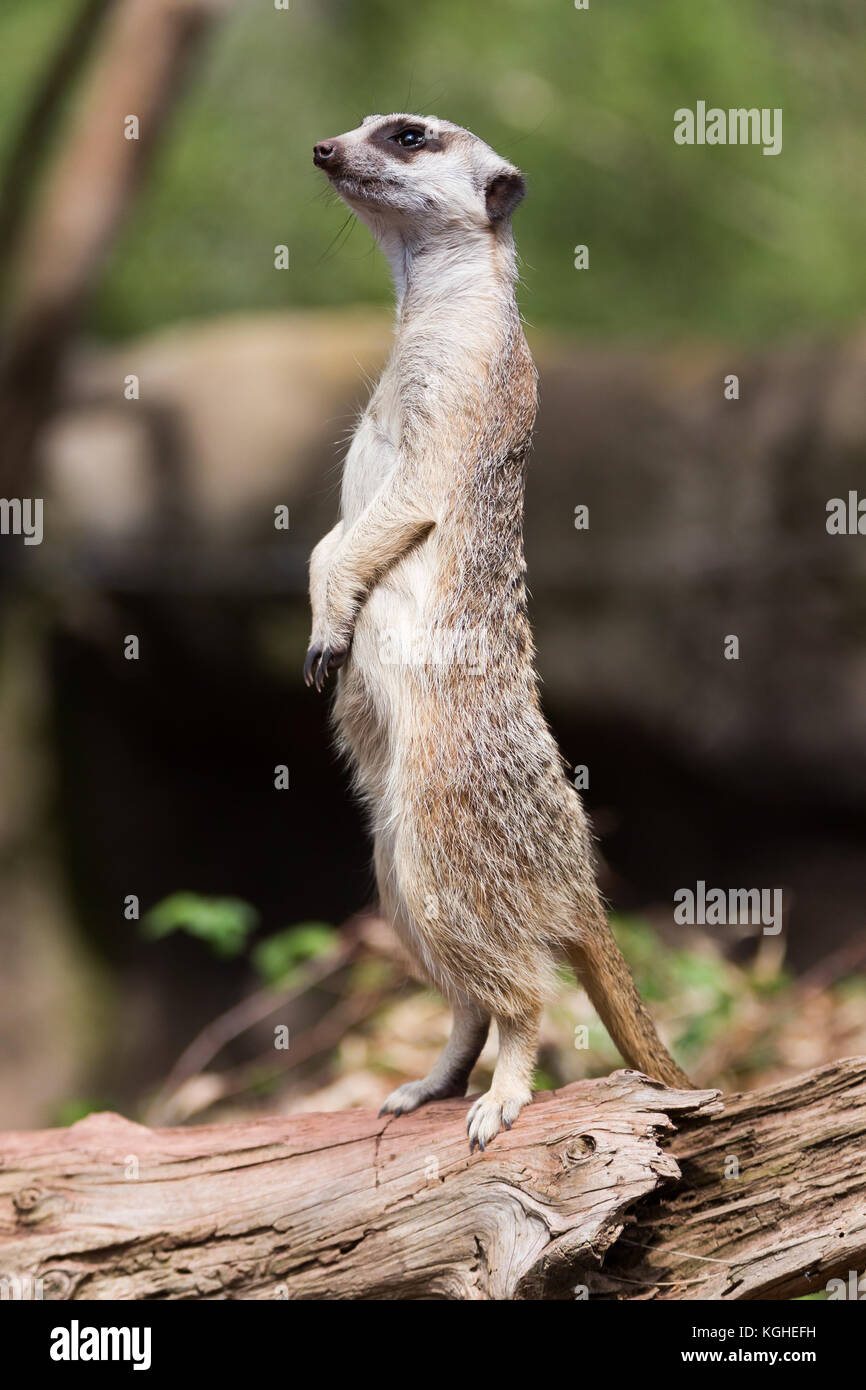Meerkat standing tall on a log Stock Photo - Alamy