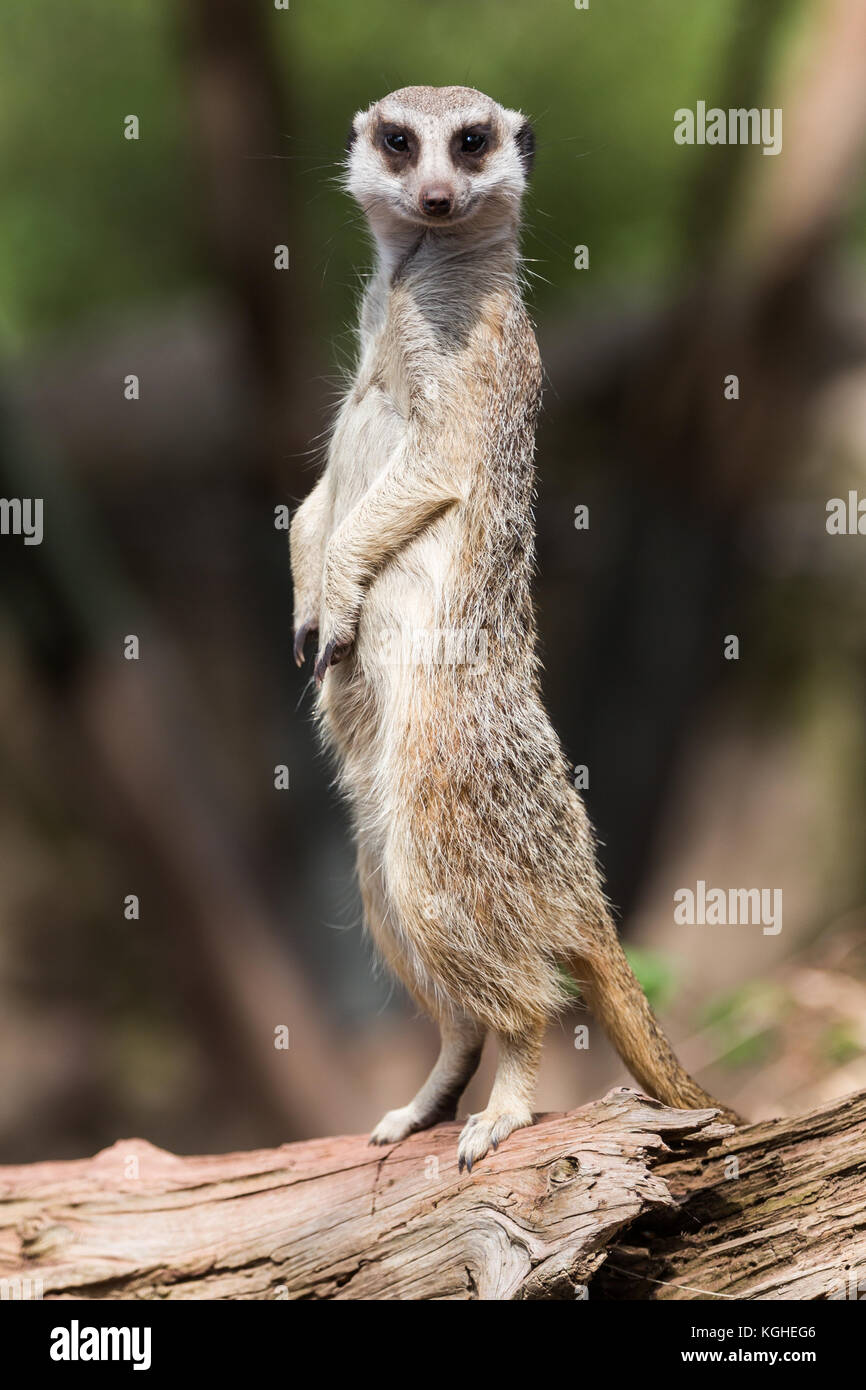 Meerkat on a log hi-res stock photography and images - Alamy