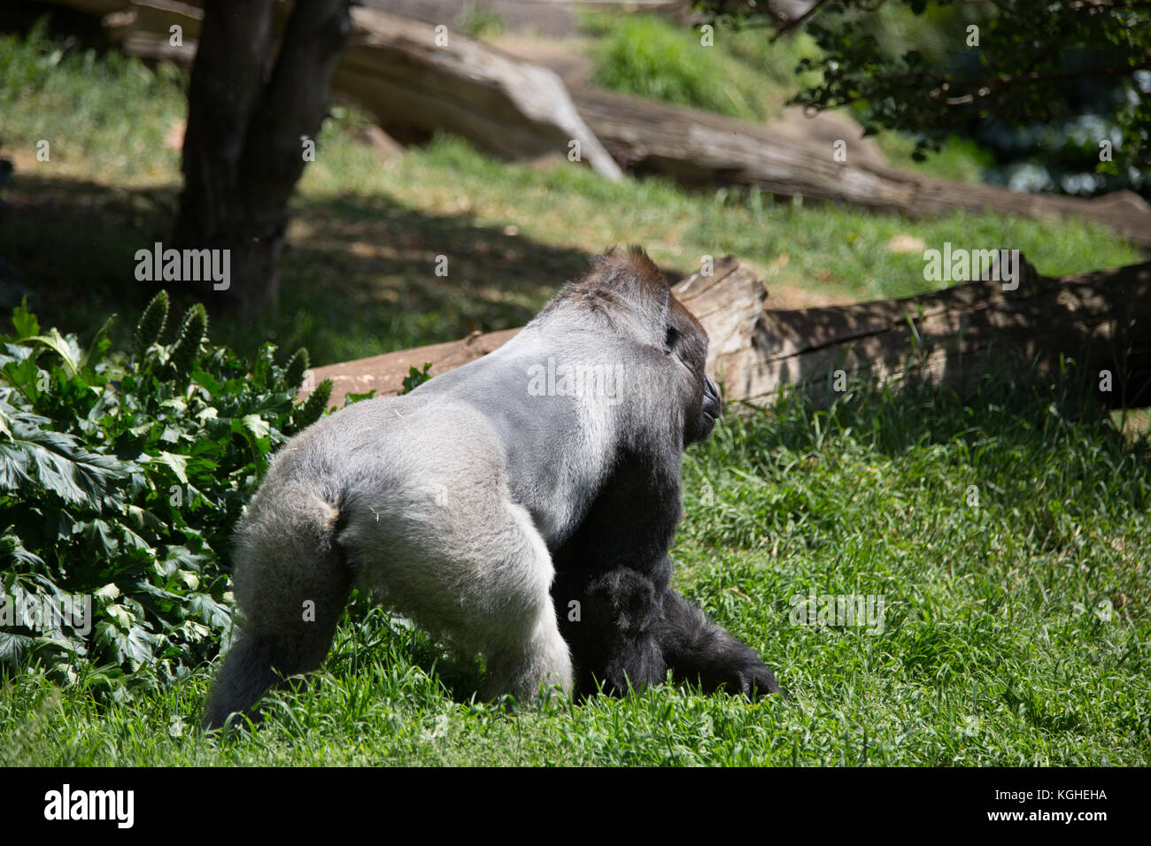 Strong silverback hi-res stock photography and images - Alamy