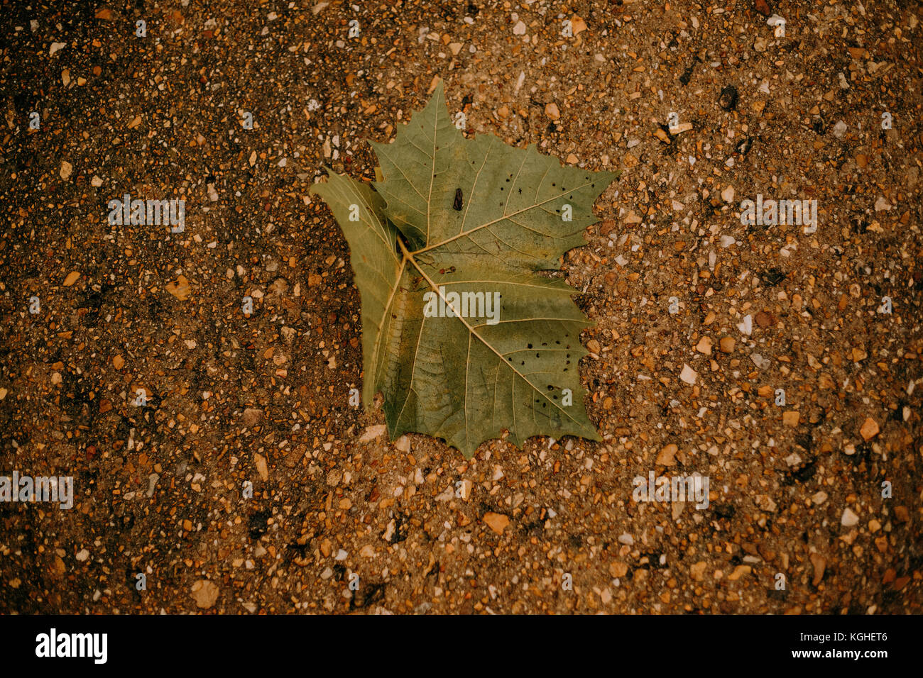 leaf on ground Stock Photo - Alamy