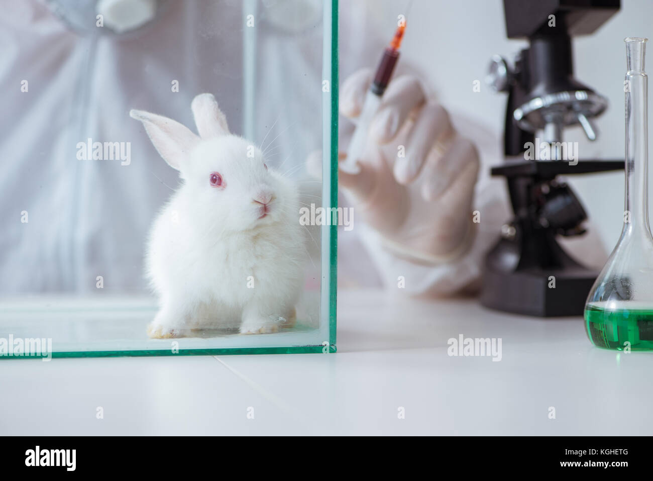 White rabbit in scientific lab experiment Stock Photo - Alamy