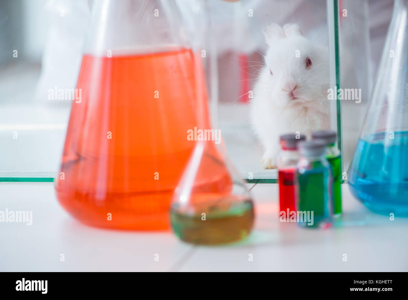 White rabbit in scientific lab experiment Stock Photo - Alamy