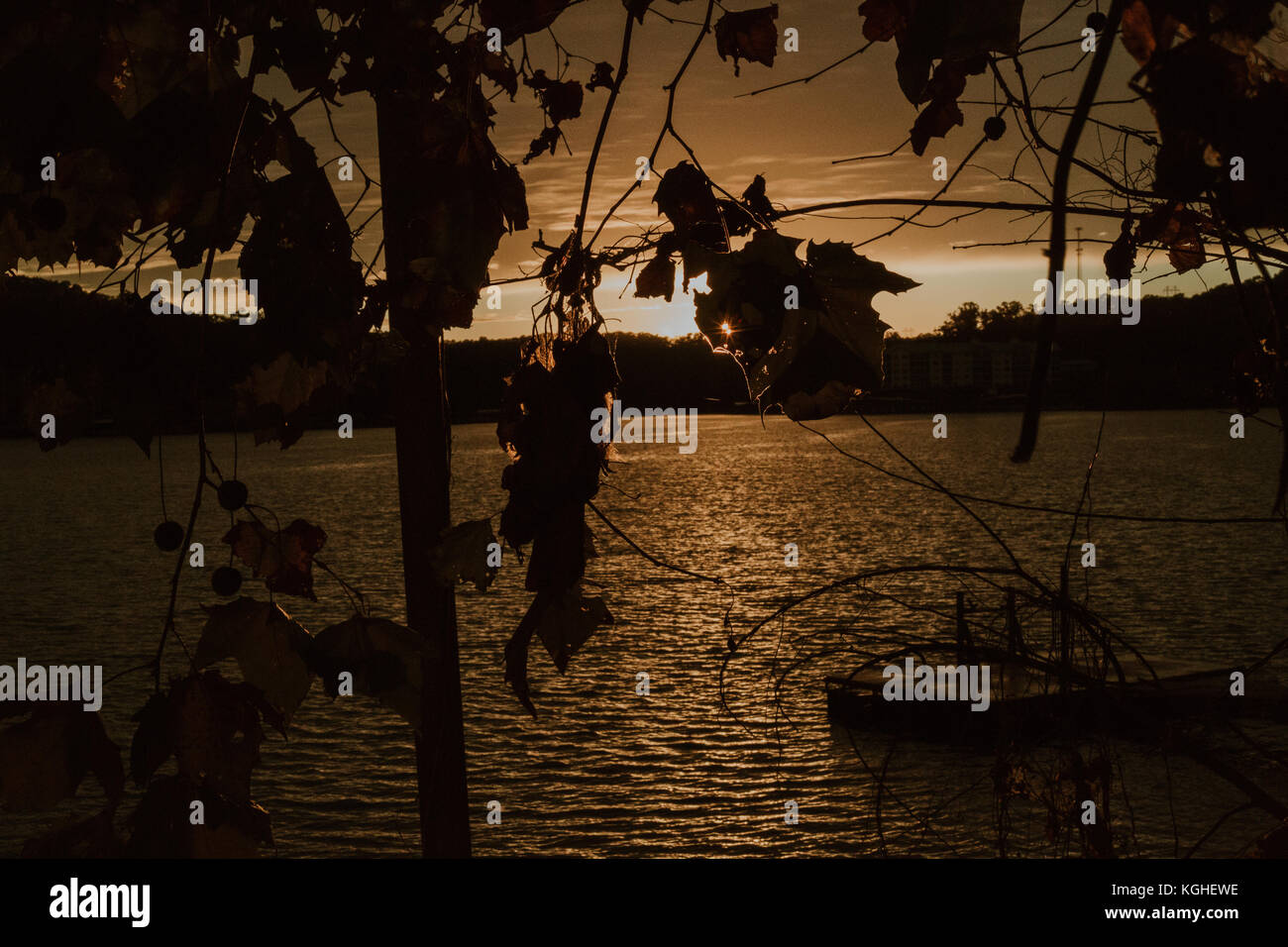 sunset through leaves Stock Photo - Alamy