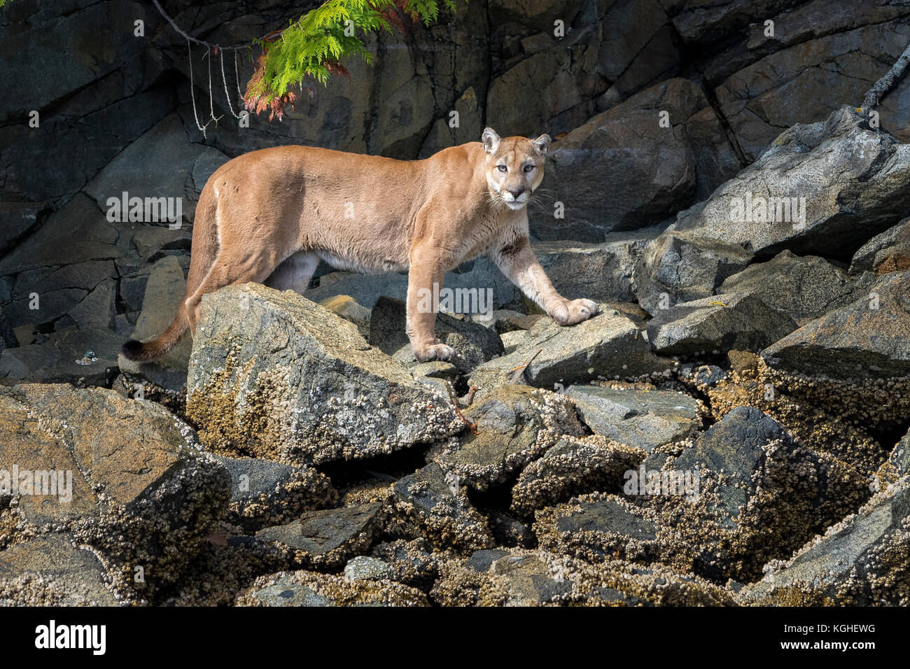 Cougar sitting on Gilford Island in the Broughton Archipelago ...