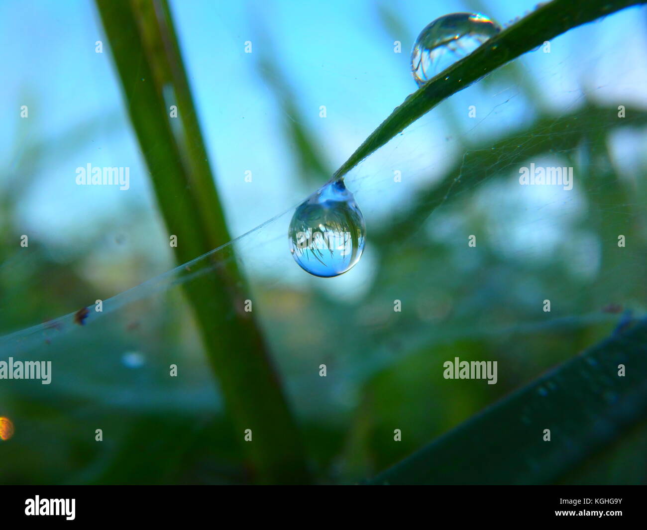 Morning Dew and Sun light Stock Photo - Alamy