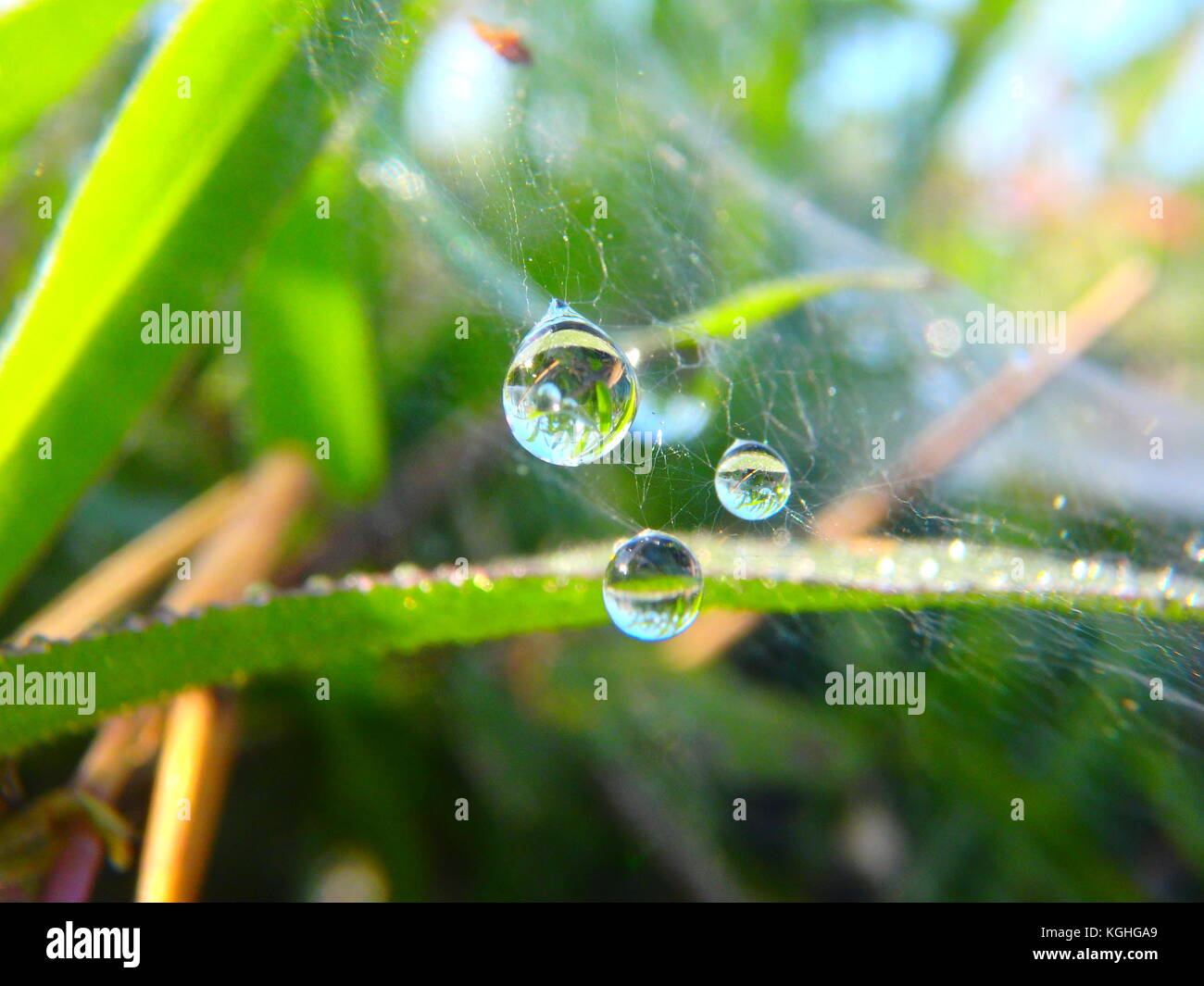 Morning Dew and Sun light Stock Photo - Alamy