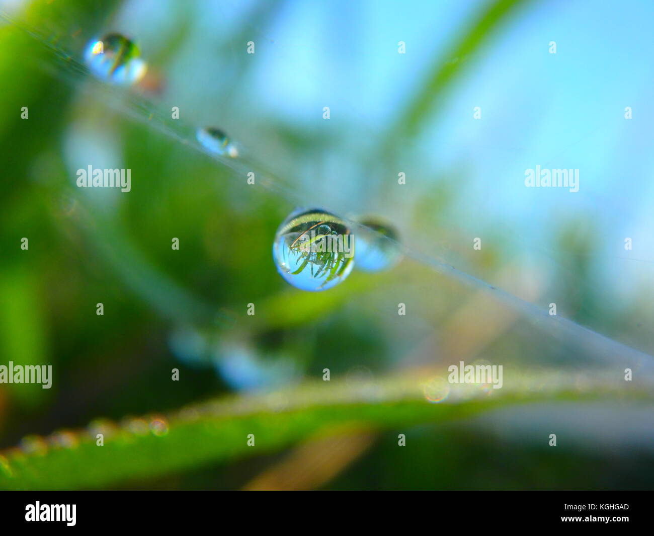 Morning Dew and Sun light Stock Photo - Alamy