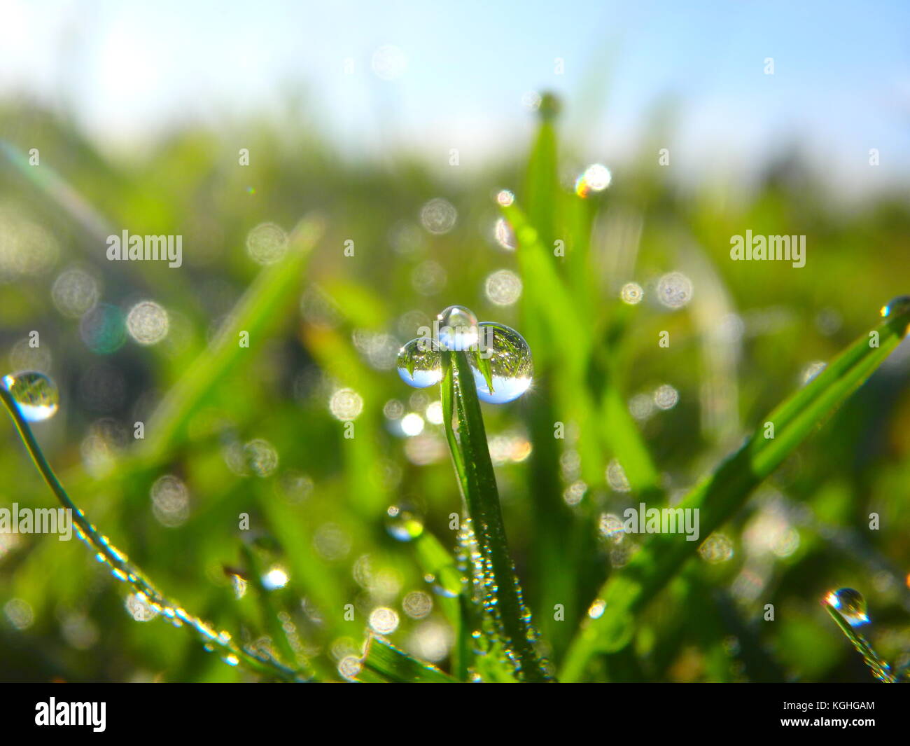 Morning Dew and Sun light Stock Photo - Alamy