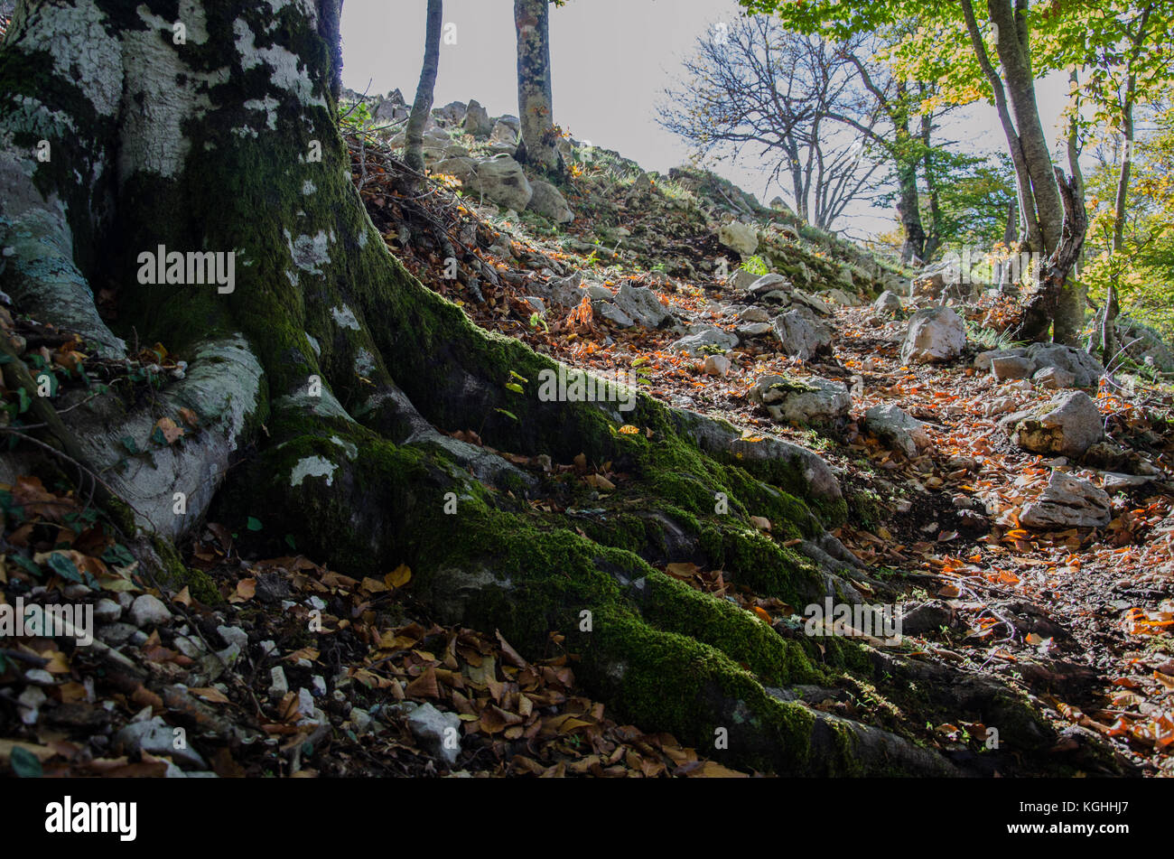 Root of tree in Autumn Stock Photo - Alamy
