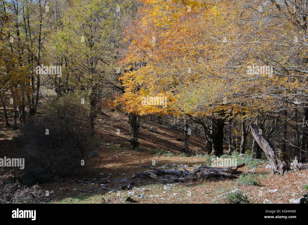 Forests and hills in Italy Stock Photo - Alamy