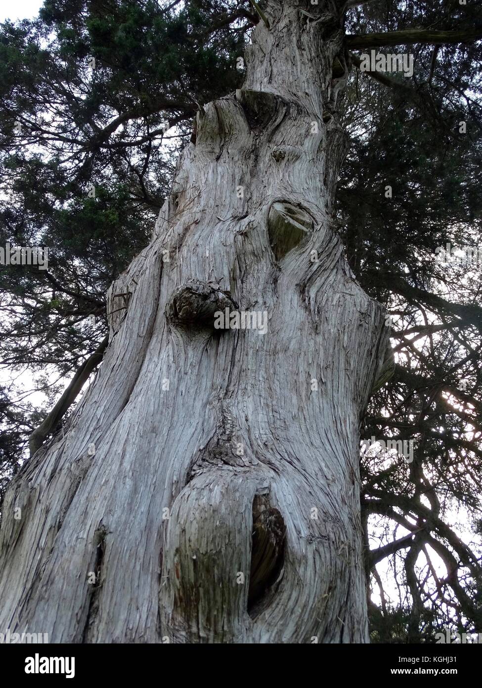 Very tall tree species hi-res stock photography and images - Alamy
