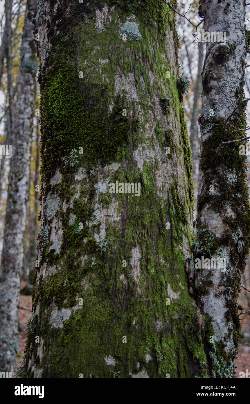 Moss on tree trunk Stock Photo - Alamy