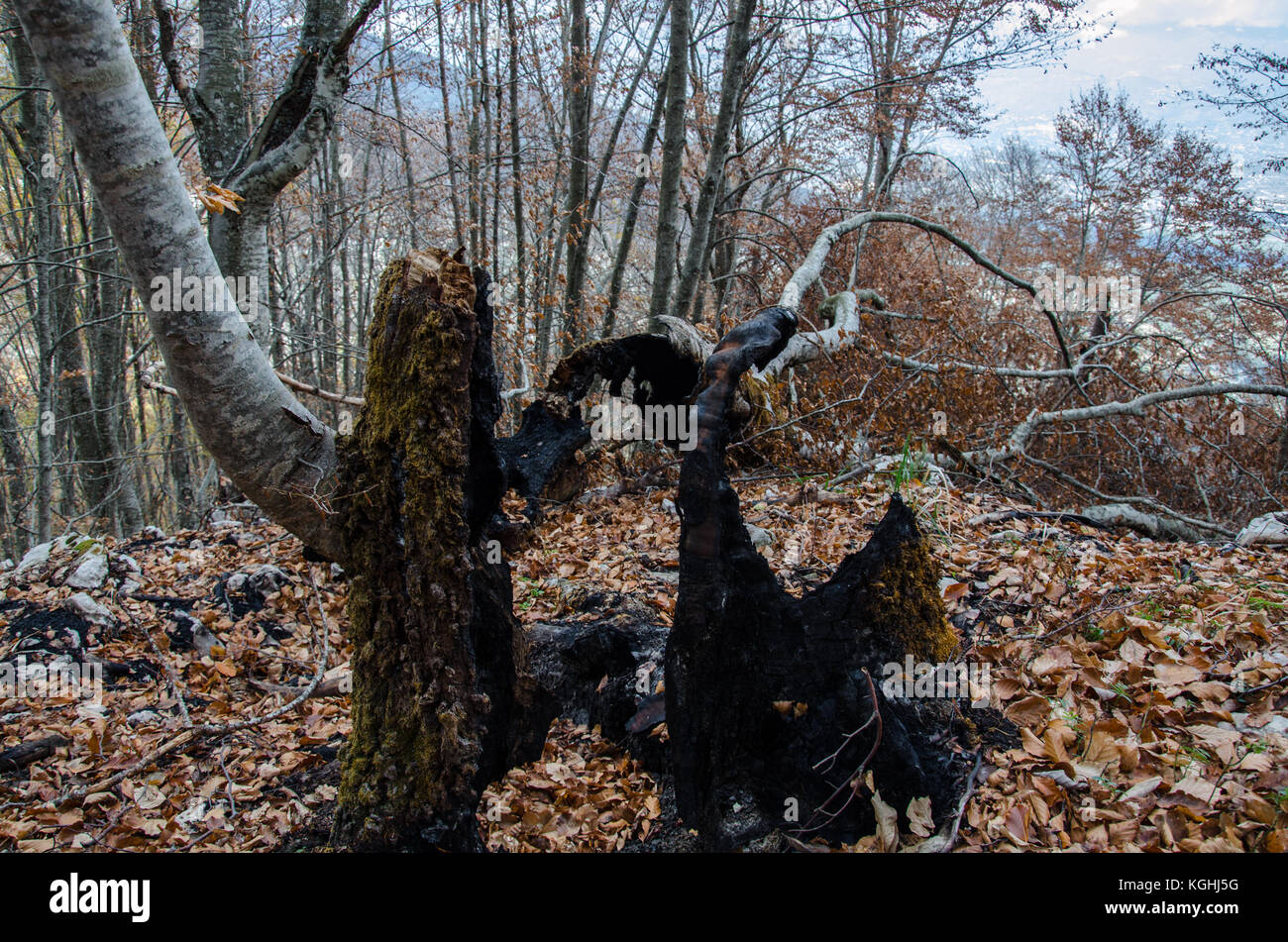 Burned root of tree Stock Photo - Alamy