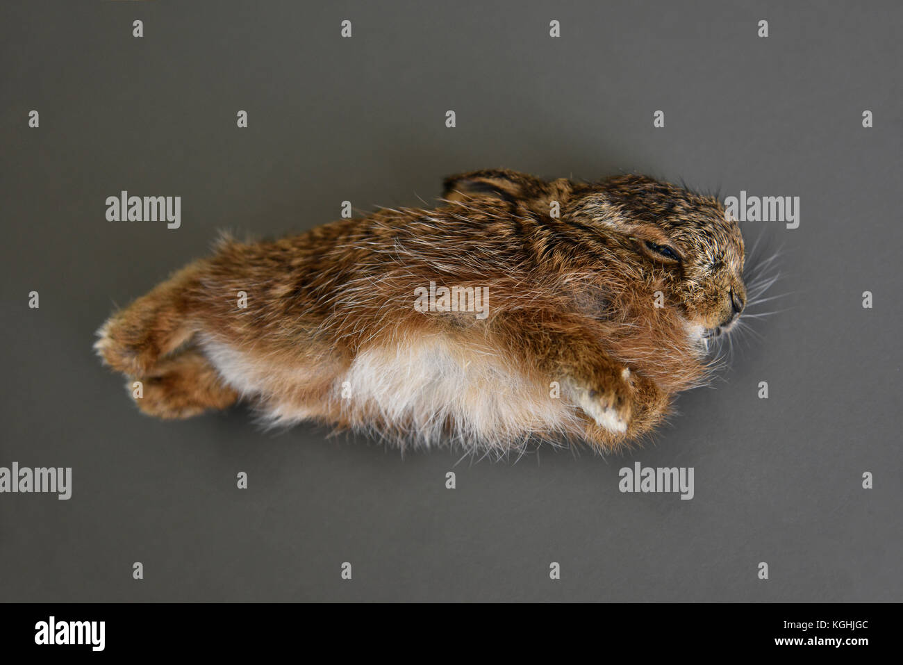 dead baby wild rabbit Stock Photo - Alamy