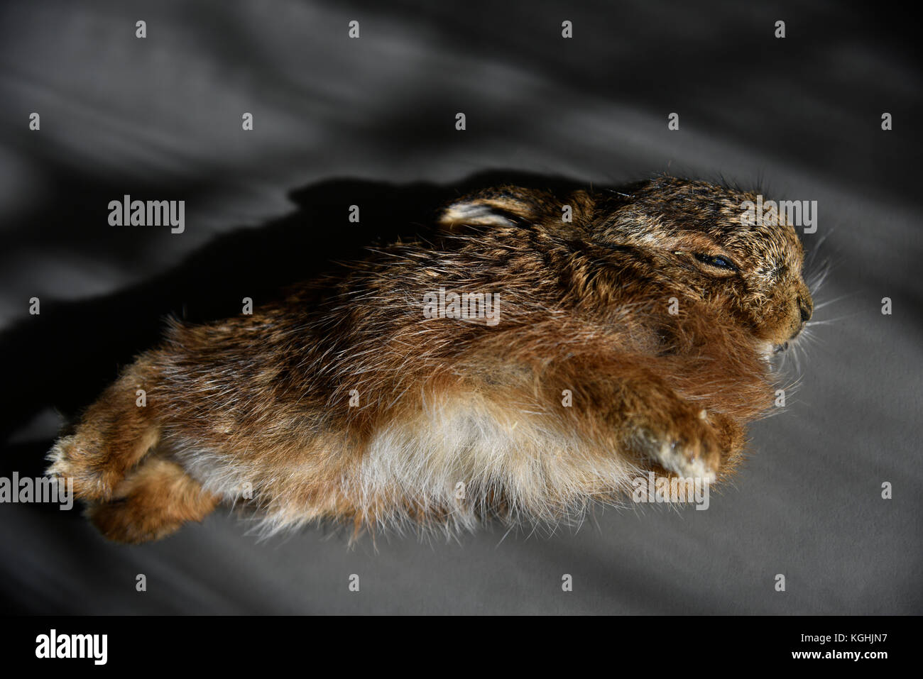 dead baby wild rabbit Stock Photo - Alamy