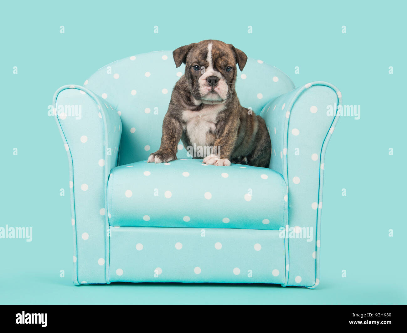 English bulldog puppy facing the camera sitting in a blue chair on a ...