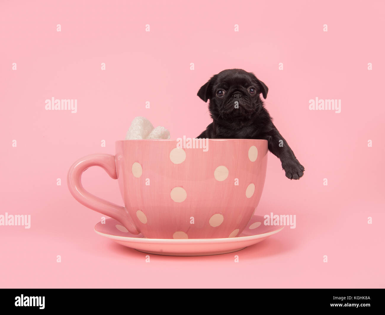 Black pug puppy facing the camera hanging over the edge of a pink and ...