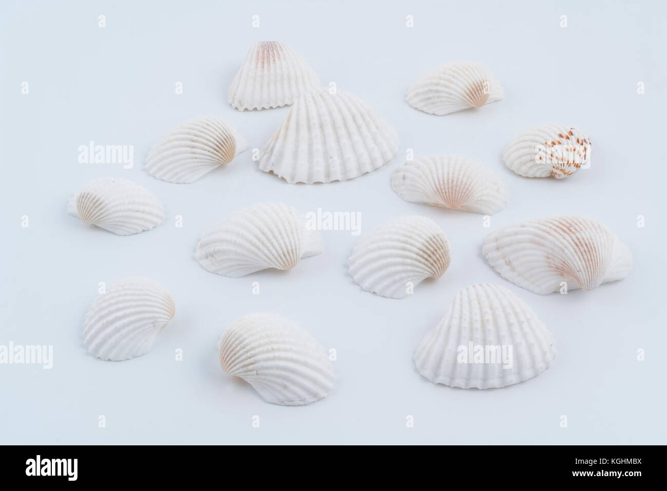 Shells on a white background Stock Photo - Alamy