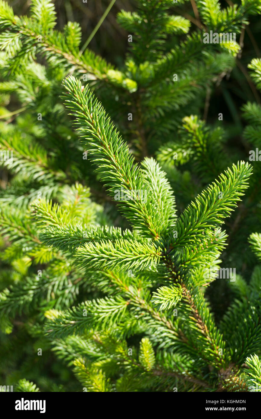 Fir tree branches Stock Photo - Alamy