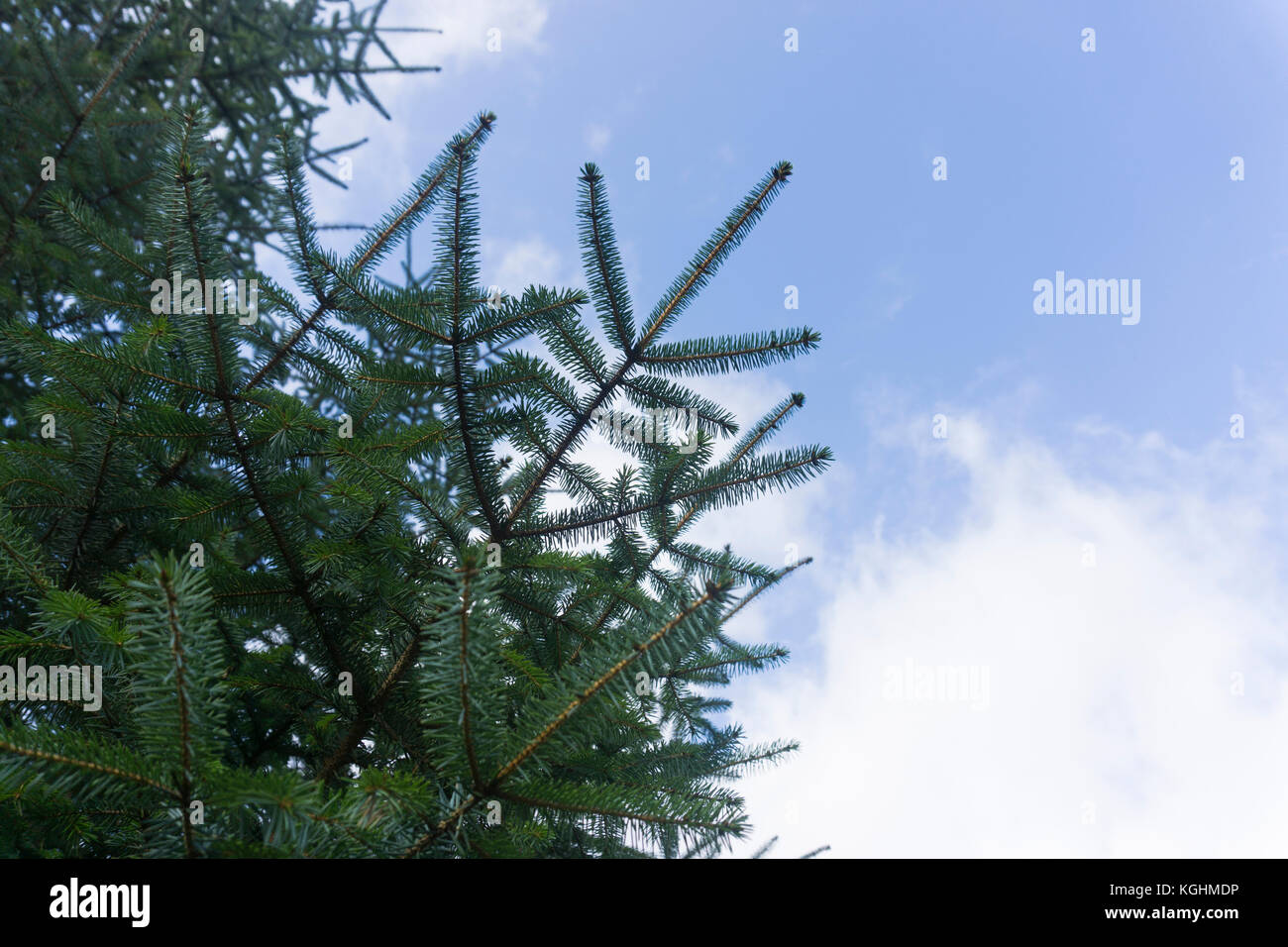 Fir tree branches Stock Photo - Alamy