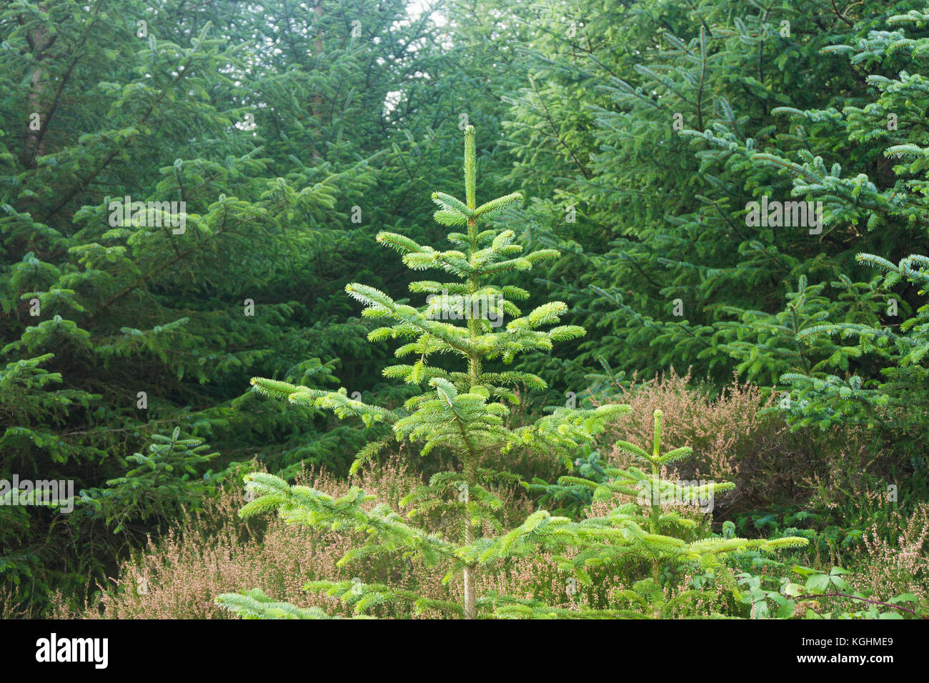 Fir Tree Branches Stock Photo Alamy fir-tree-branches-stock-photo-alamy