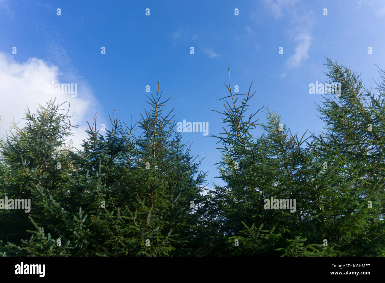 Fir Tree Branches Stock Photo Alamy fir-tree-branches-stock-photo-alamy