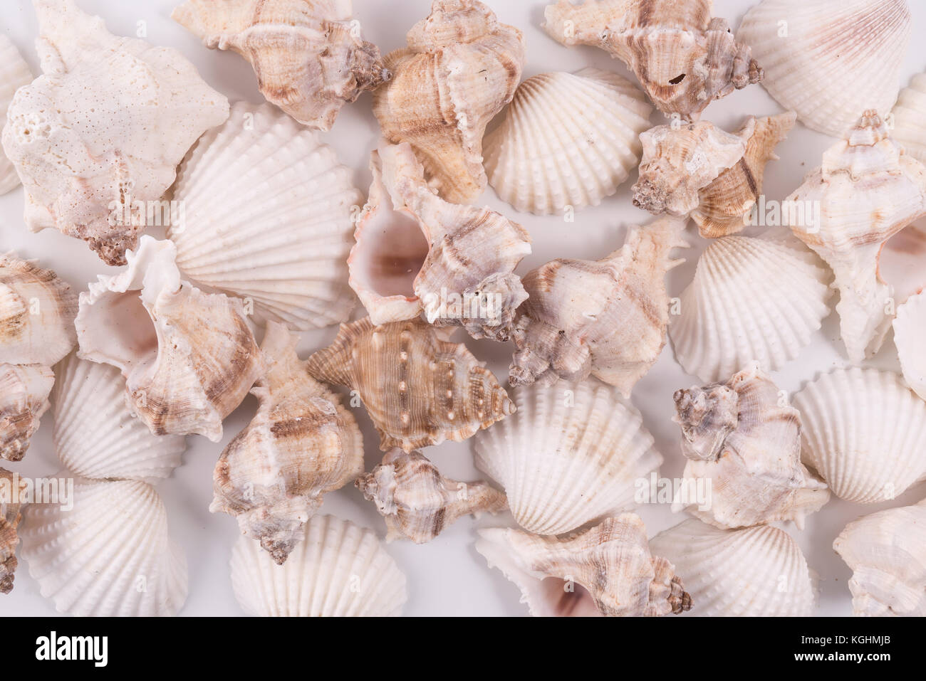 some shells on the background Stock Photo - Alamy