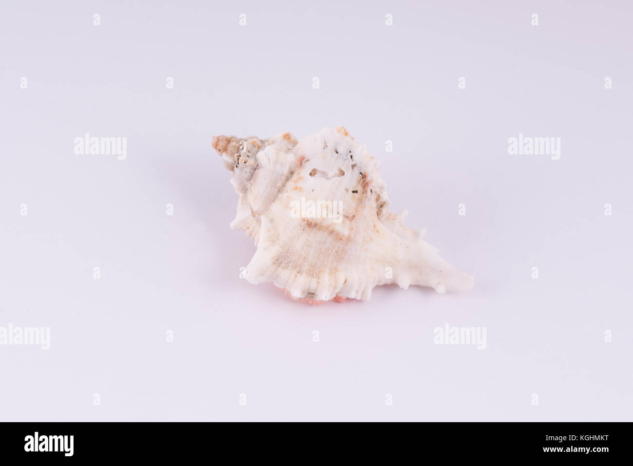 a shell on a white table Stock Photo - Alamy
