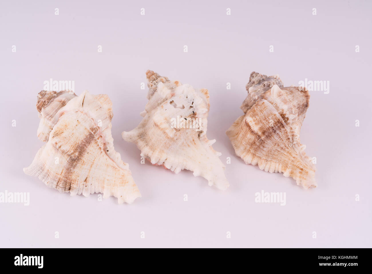 three shells on a white background Stock Photo - Alamy